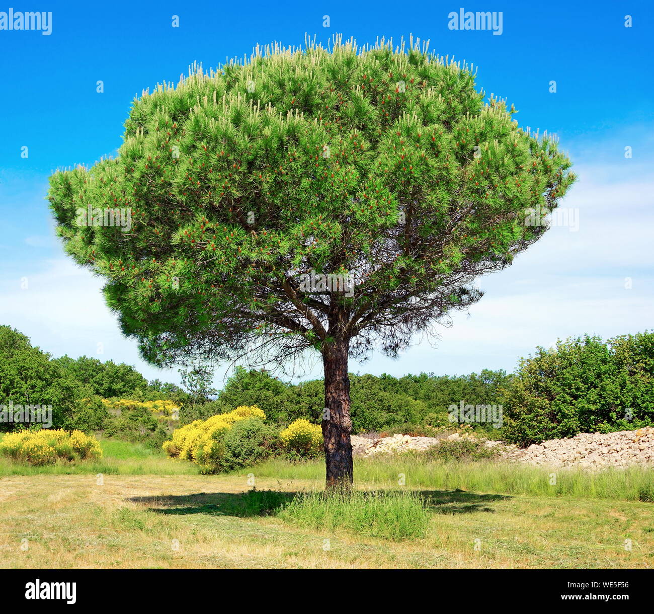 Parasol Pine Banque d'image et photos - Alamy