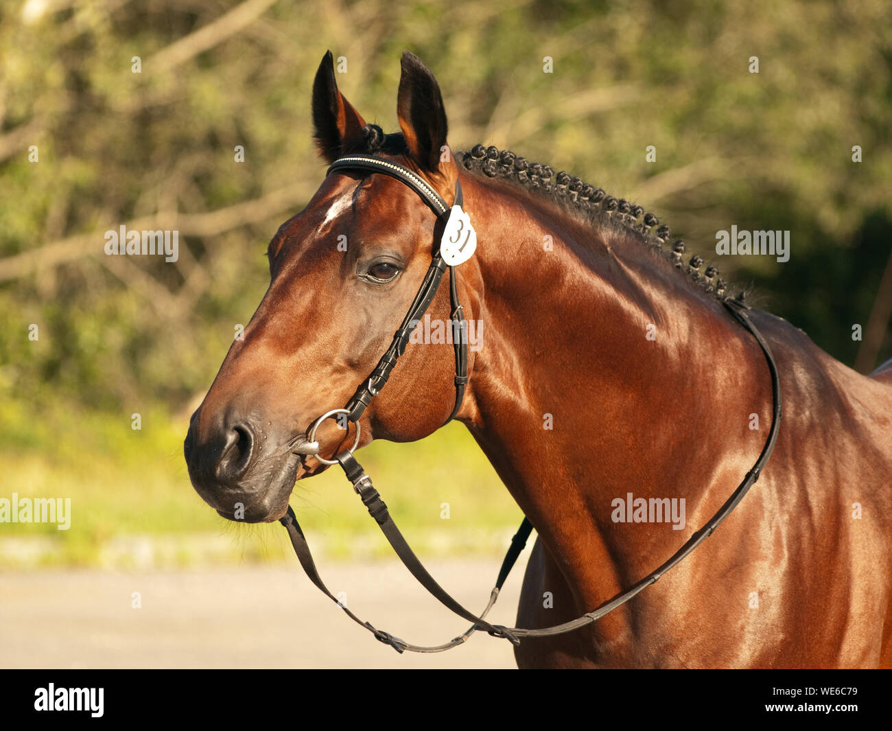 Cheval brun debout Banque de photographies et d’images à haute ...
