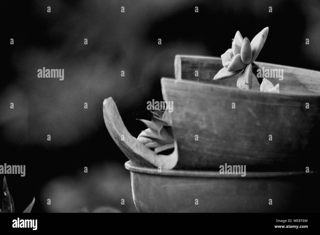 Pot de fleur cassé Banque de photographies et d’images à haute ...