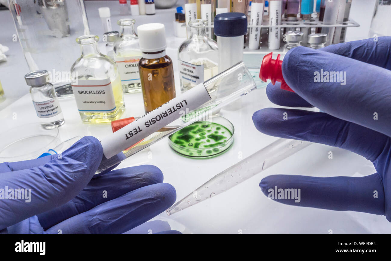 Listeria monocytogenes bacterium Banque de photographies et d’images à ...