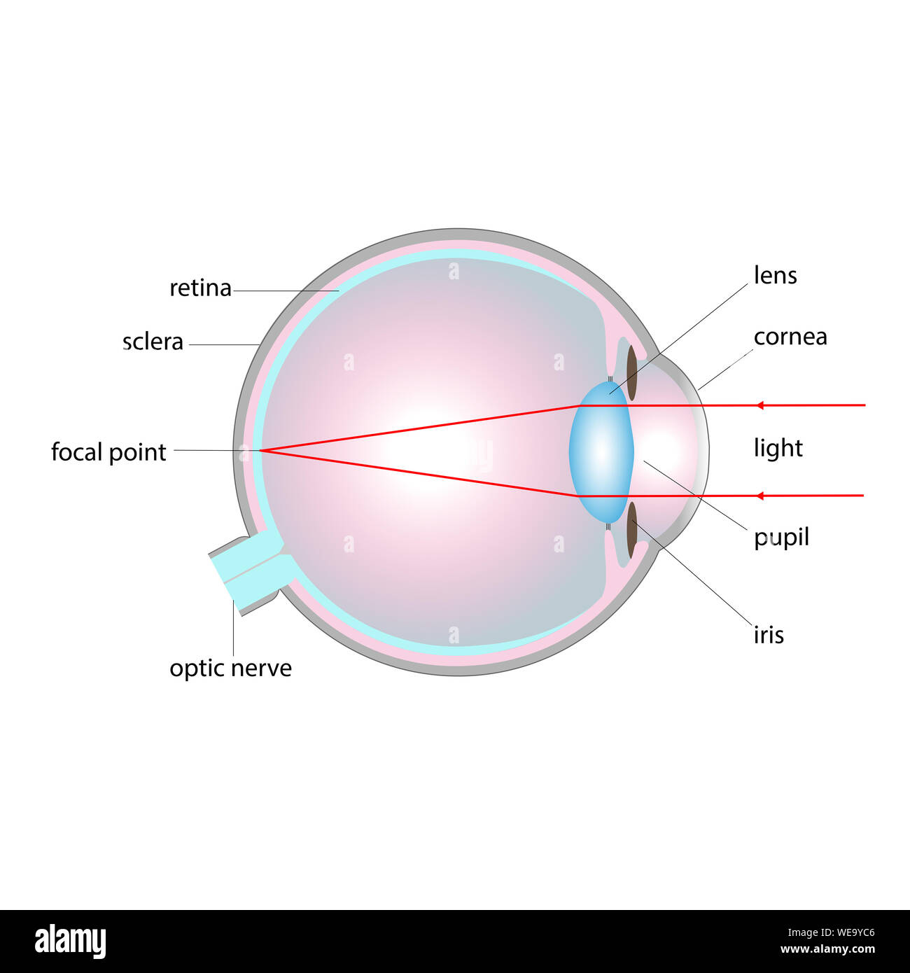 Rétine Normale Banque d'image et photos - Alamy