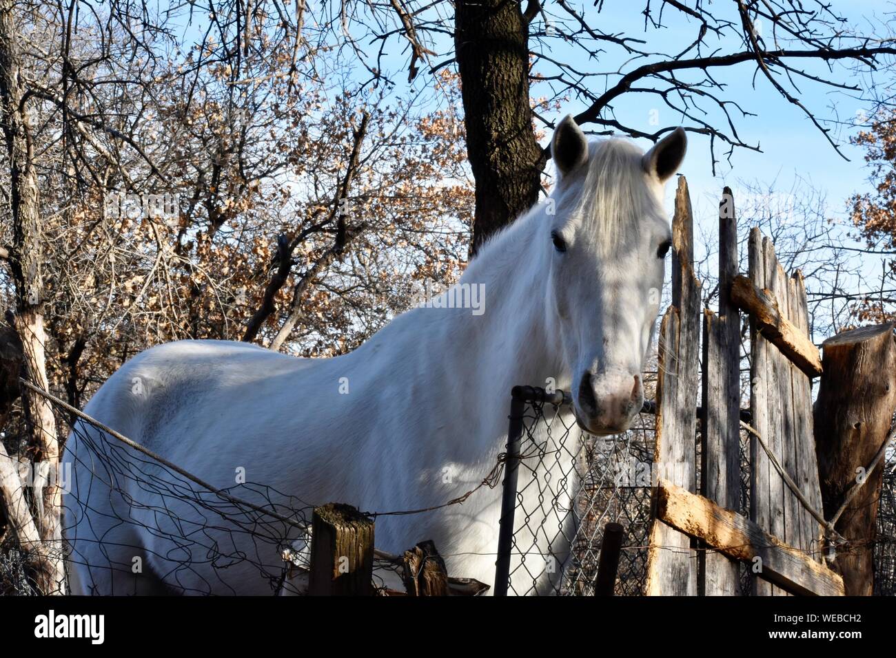 Vue du cheval Photo Stock - Alamy
