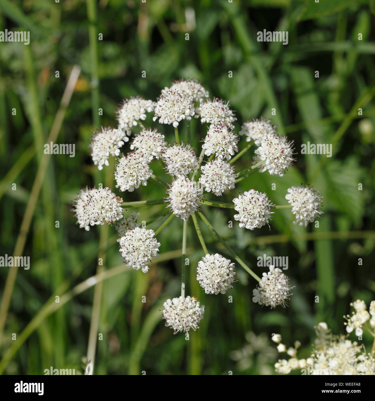 Angélique sauvage angelica sylvestris Banque de photographies et d ...