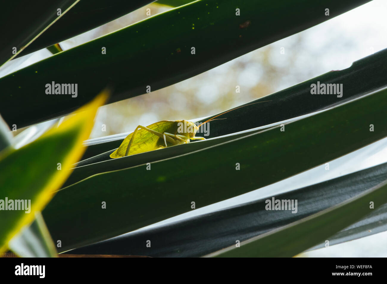 Insecte vert Banque de photographies et d’images à haute résolution - Alamy