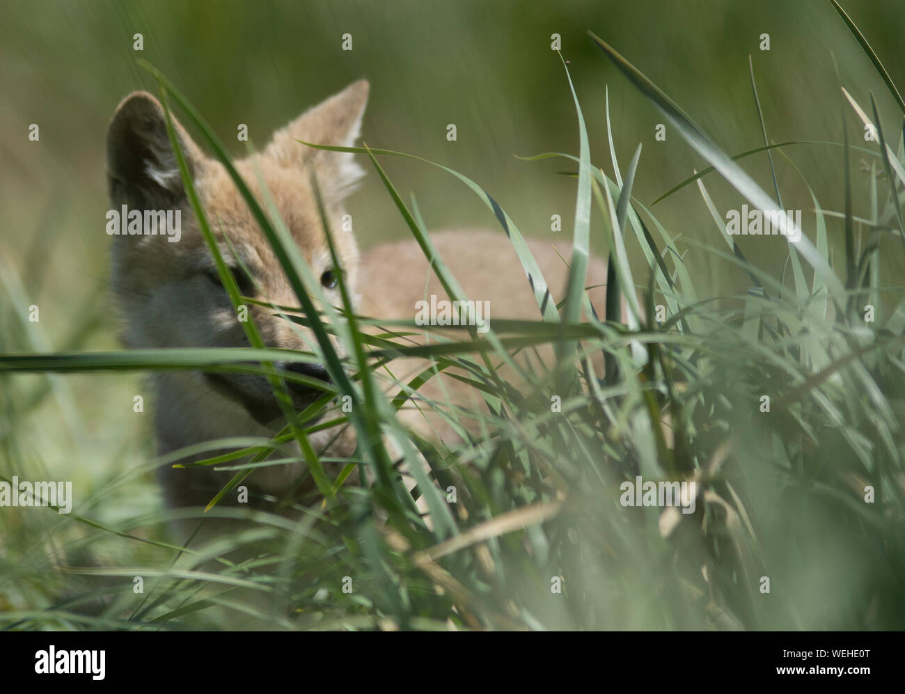 Jeune loup Banque de photographies et d’images à haute résolution - Alamy