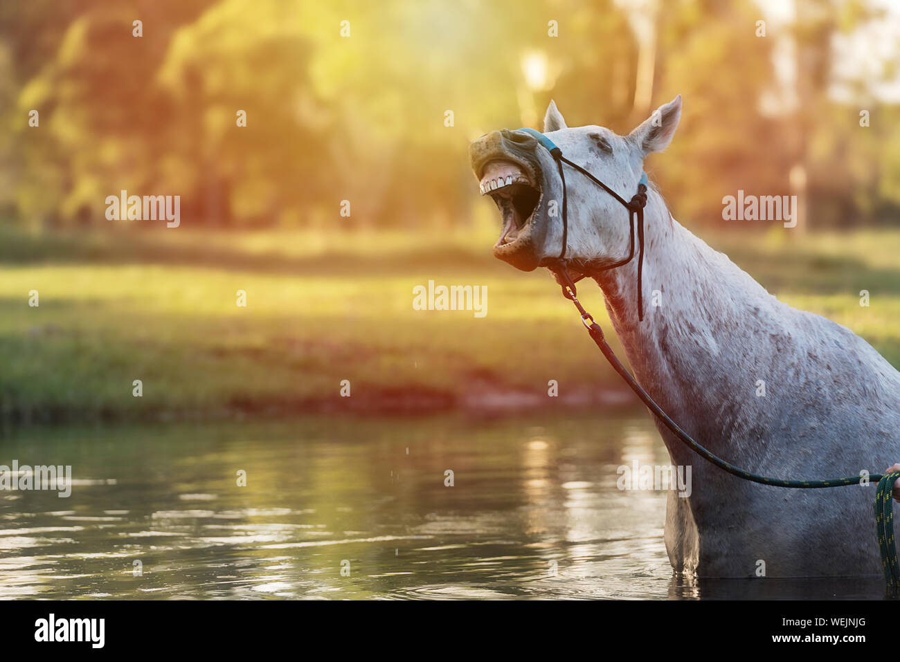 Cheval qui rit Banque de photographies et d’images à haute résolution ...