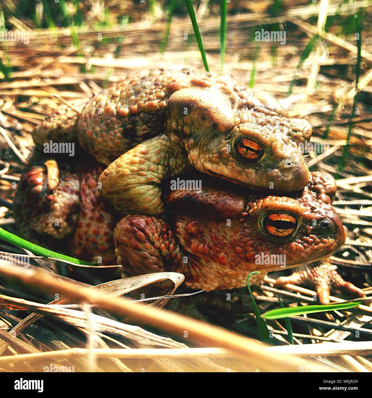 Accouplement animaux Banque de photographies et d’images à haute ...