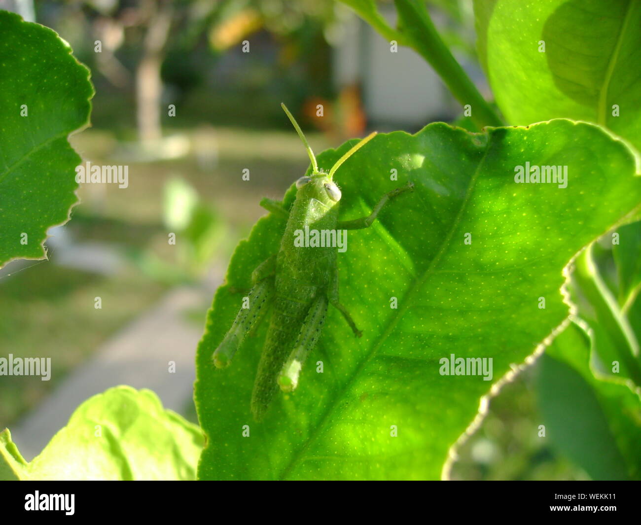 Insecte sur feuille verte Banque de photographies et d’images à haute ...