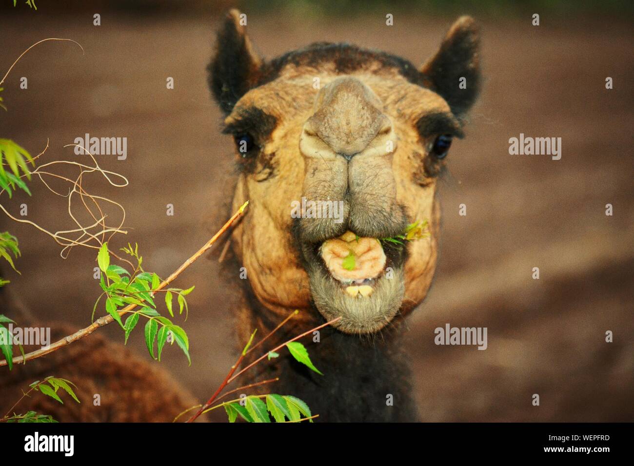 Lama manger Banque de photographies et d’images à haute résolution - Alamy