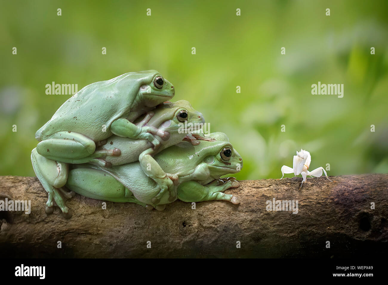 Frogs Mating Banque De Photographies Et D Images à Haute Résolution Alamy