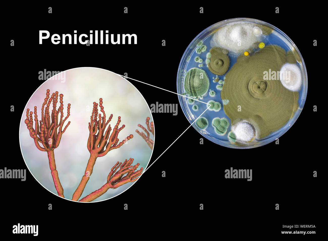 Penicillium digitatum Banque de photographies et d’images à haute ...