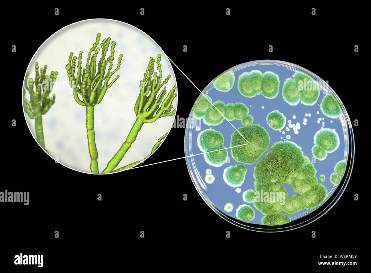 Penicillium digitatum Banque de photographies et d’images à haute ...