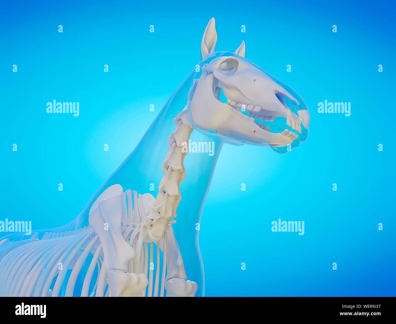 Anatomie squelette cheval Banque de photographies et d’images à haute ...