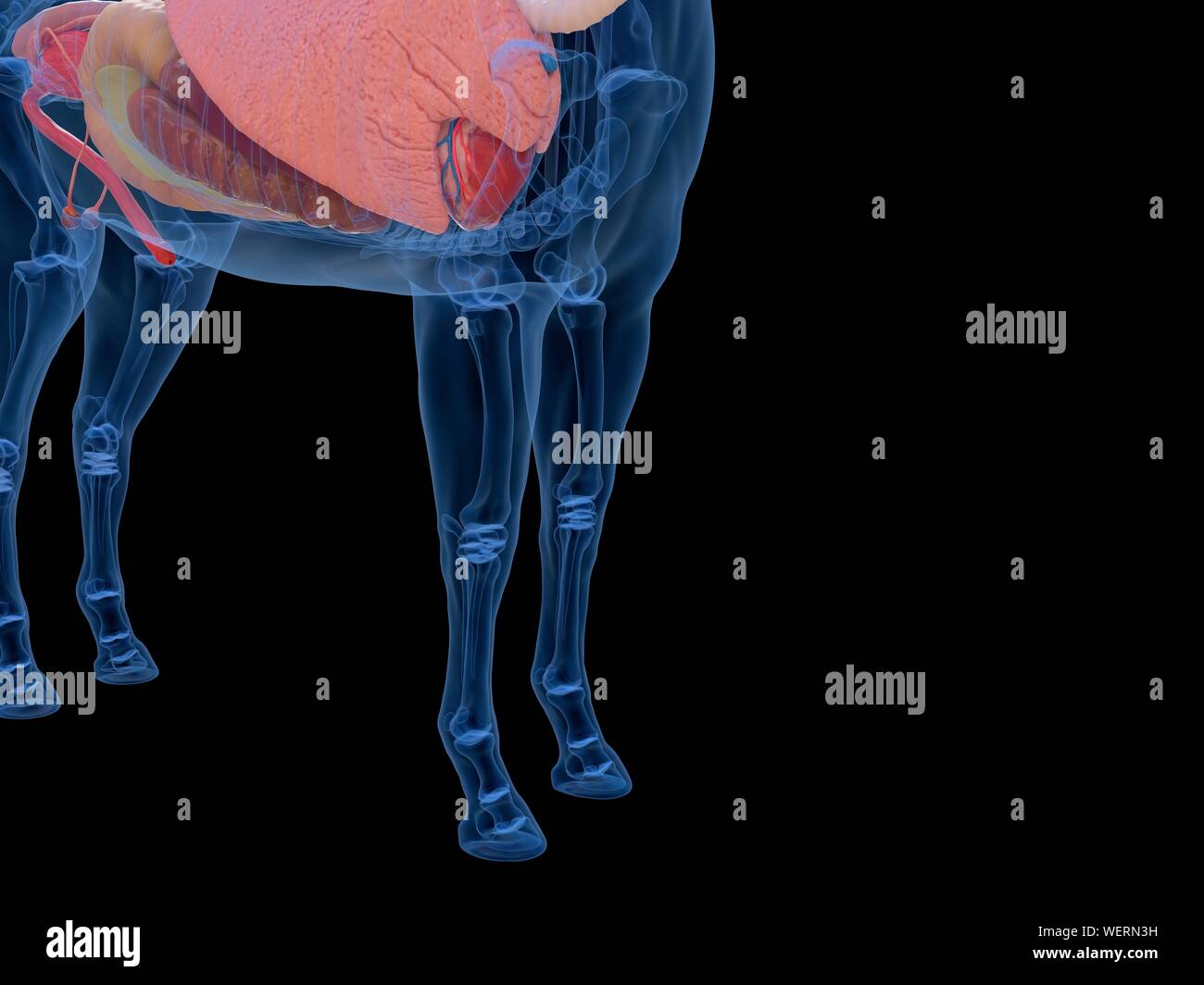Anatomie cheval Banque de photographies et d’images à haute résolution ...
