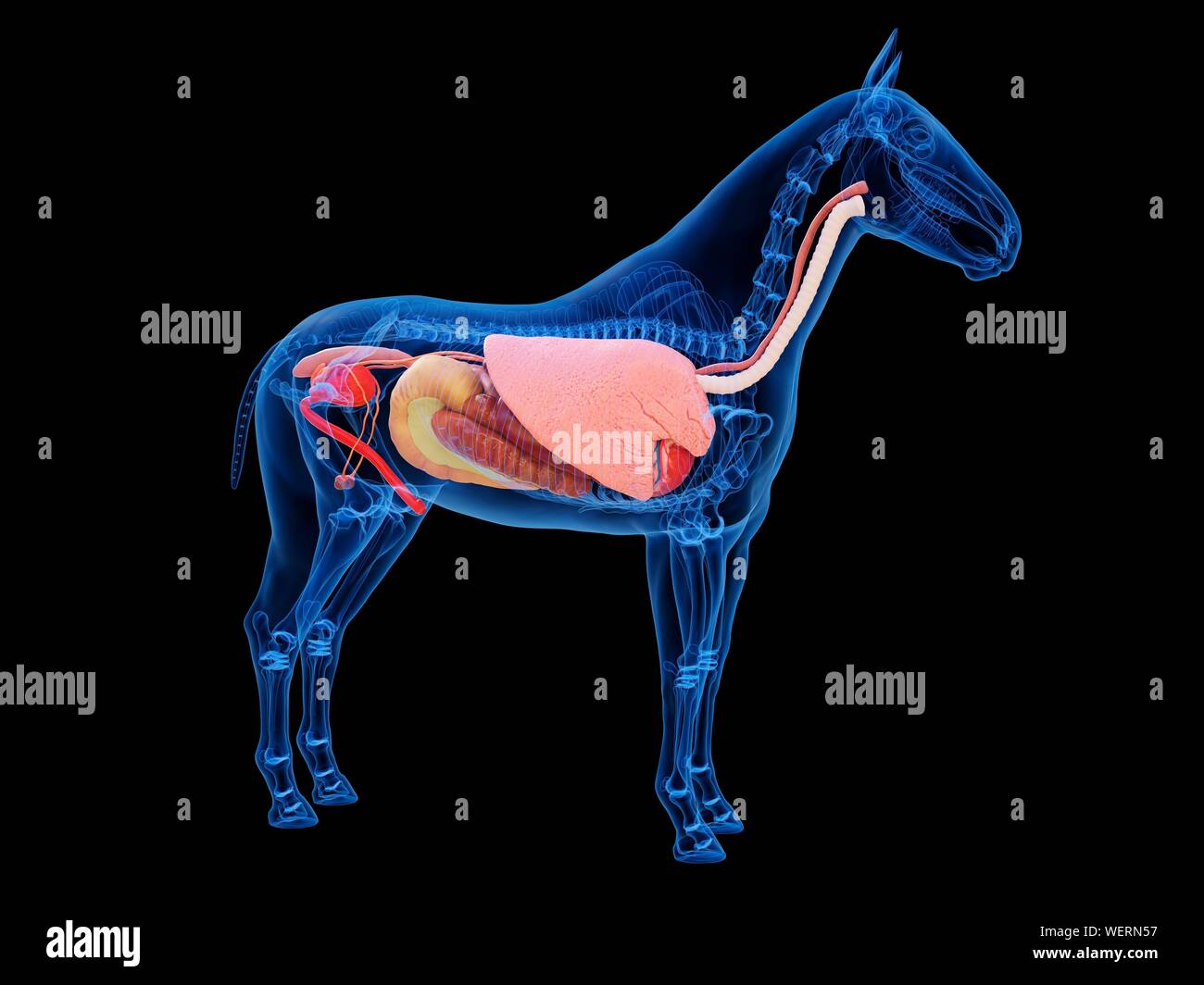 Horse anatomy illustration Banque de photographies et d’images à haute ...