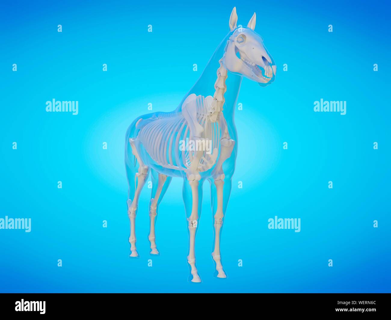 Anatomie squelette cheval Banque de photographies et d’images à haute ...