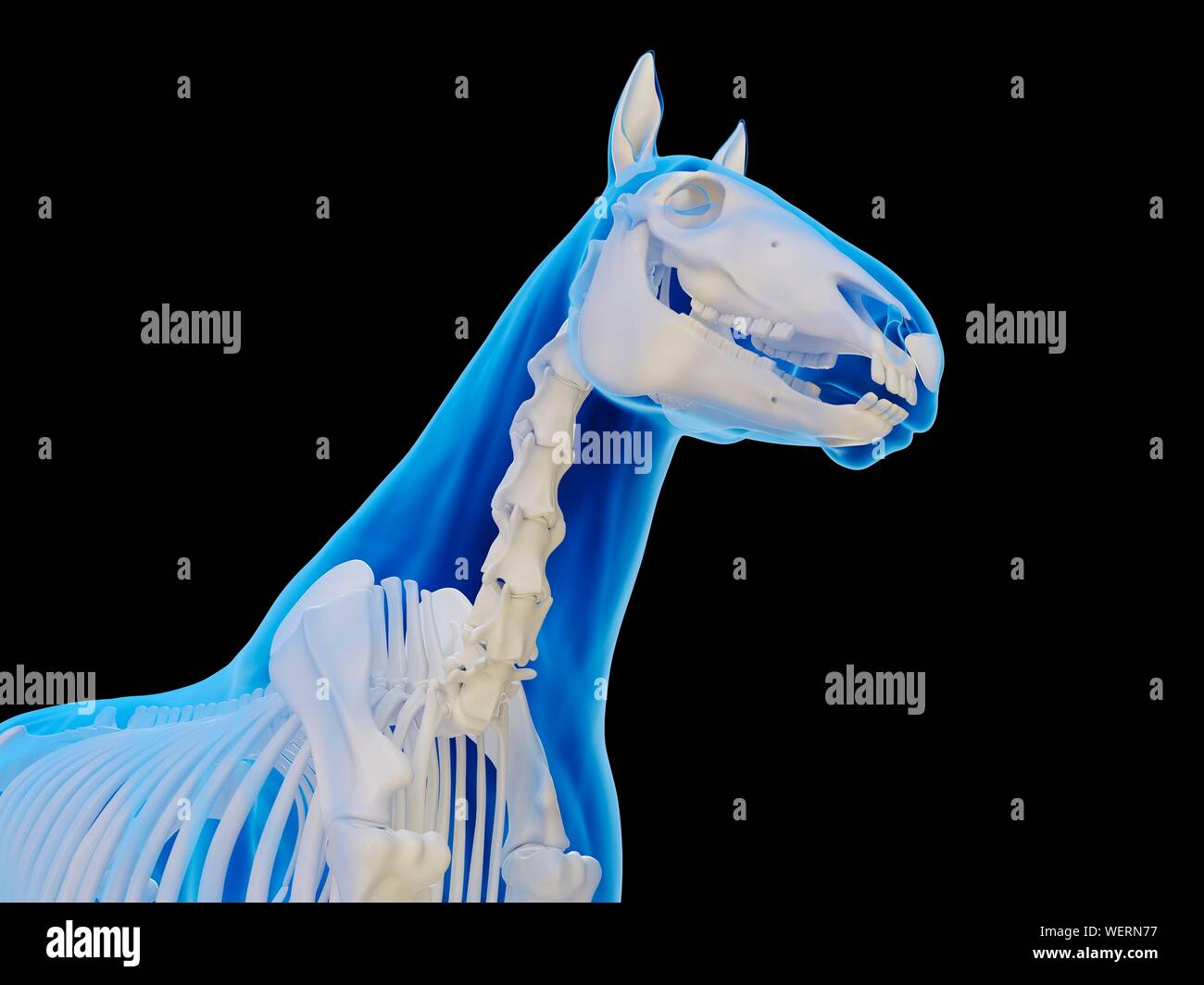 Anatomie squelette cheval Banque de photographies et d’images à haute ...