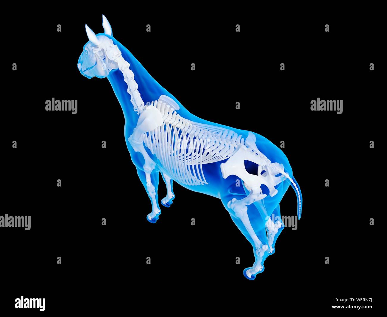 Anatomie squelette cheval Banque de photographies et d’images à haute ...