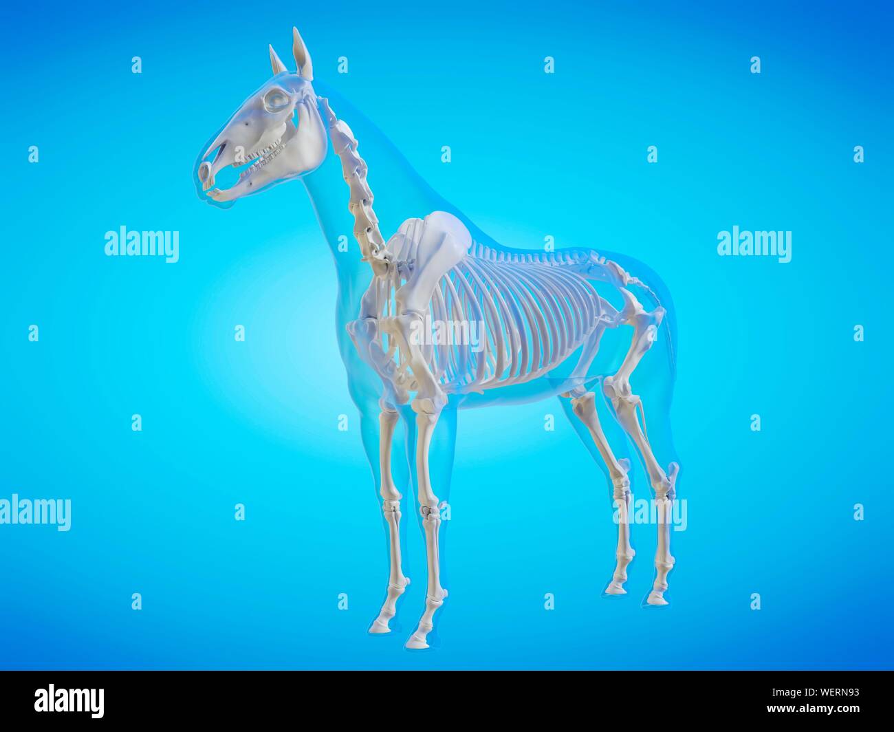 Squelette de cheval, illustration Photo Stock - Alamy