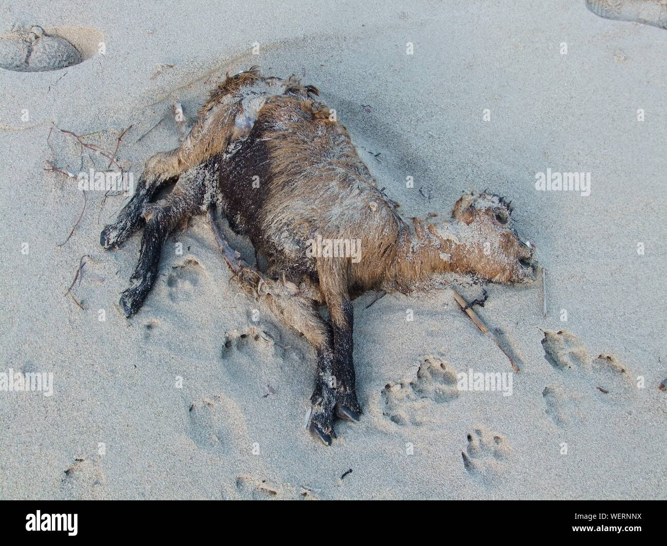 Cadavre d'animal Banque de photographies et d’images à haute résolution ...