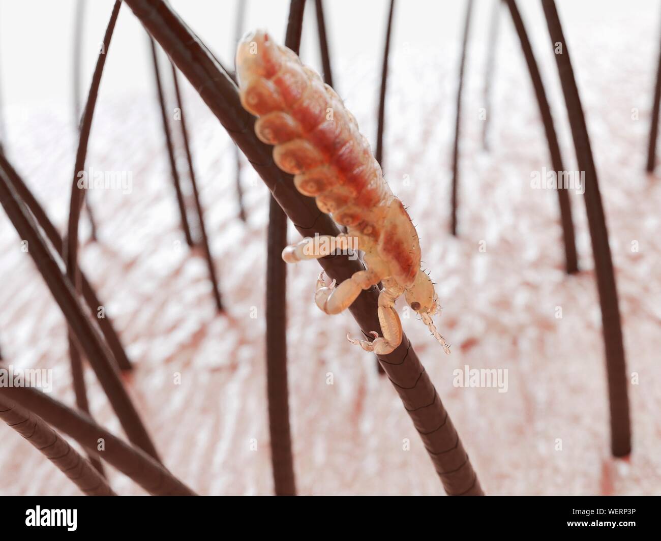 Pou De Corps Banque d'image et photos - Alamy