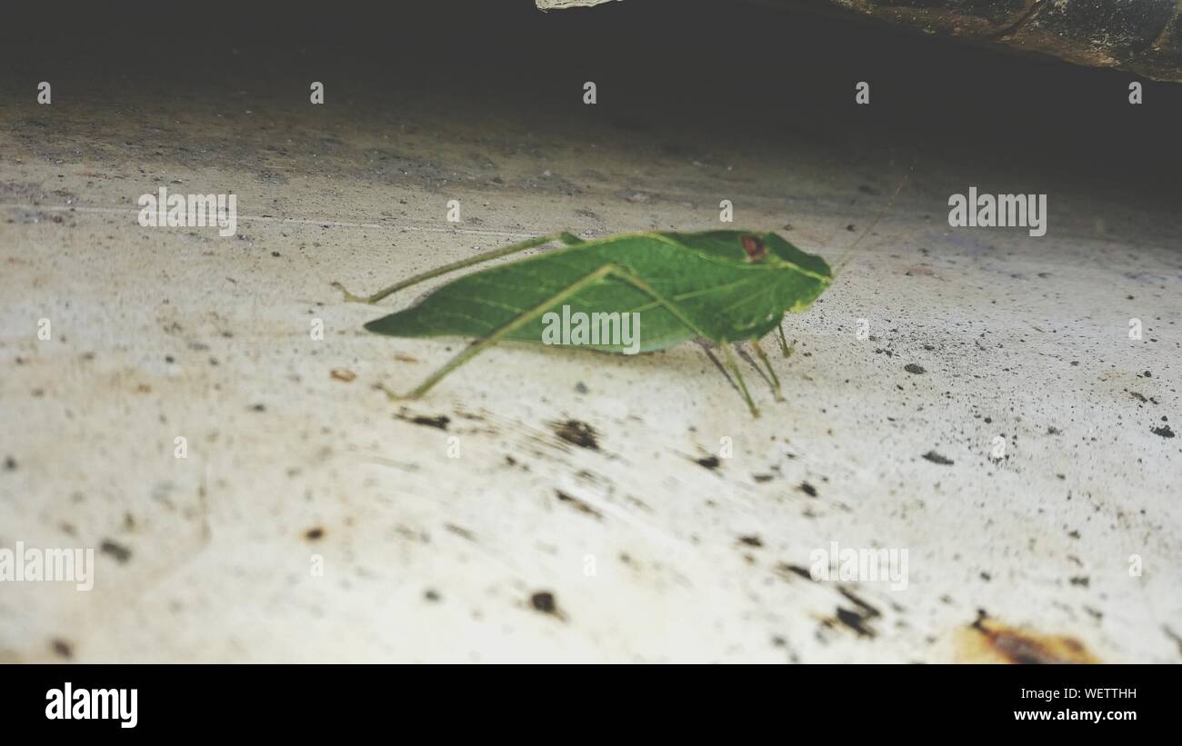 Insecte vert Banque de photographies et d’images à haute résolution - Alamy