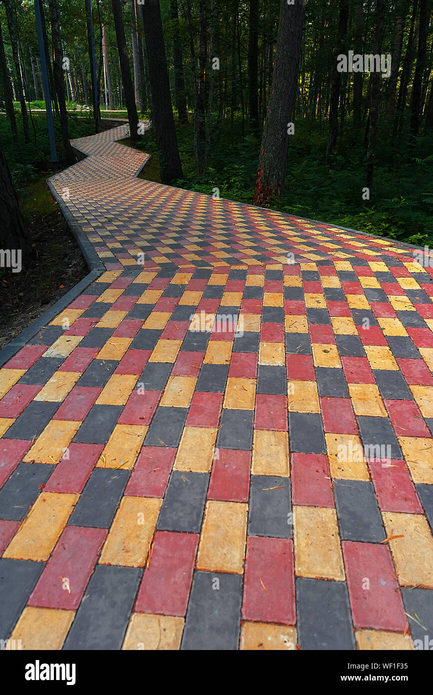 Multi trunk trees Banque de photographies et d’images à haute ...