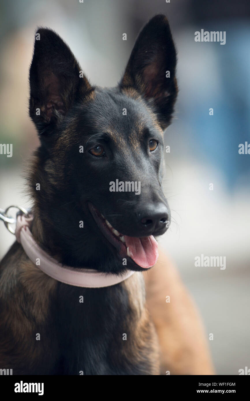 Chien Malinois Banque d'image et photos - Alamy