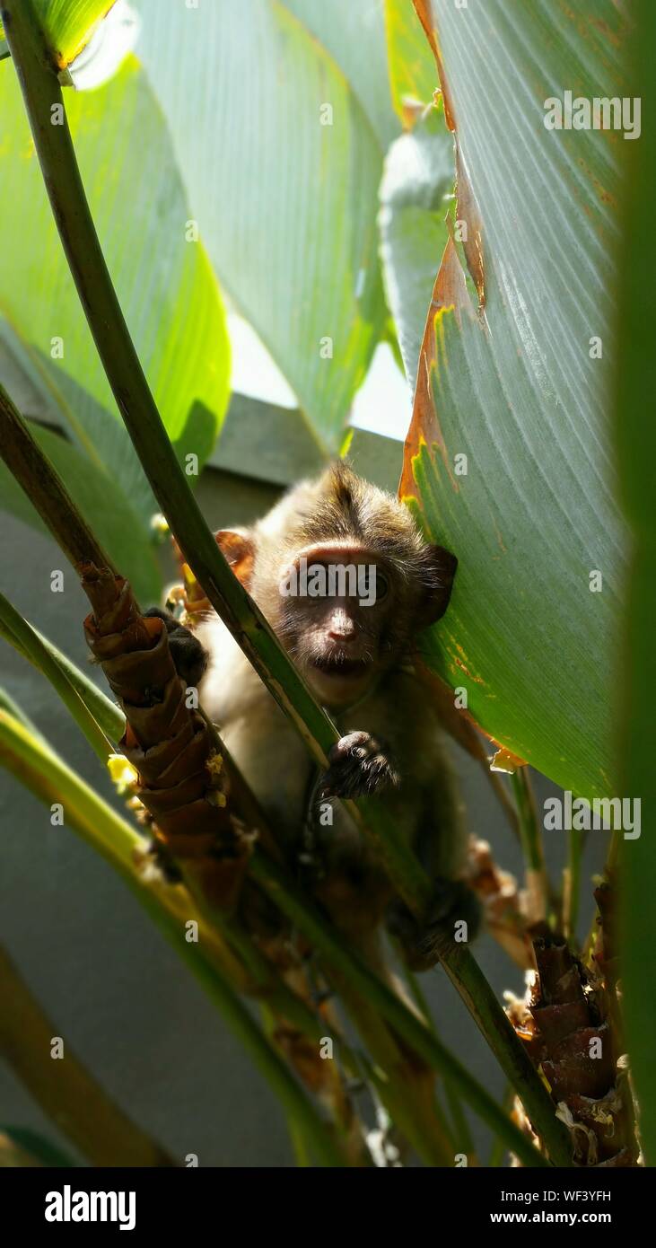 Plante de singe Banque de photographies et d’images à haute résolution ...