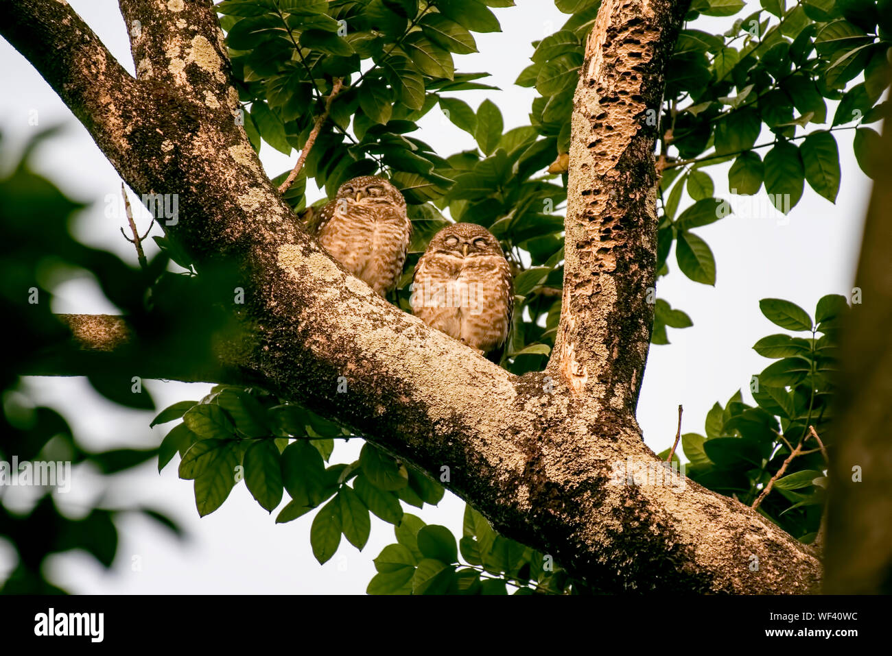 Sleeping under tree Banque de photographies et d’images à haute ...
