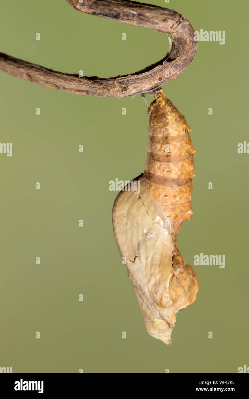 Butterfly cocoon Banque de photographies et d’images à haute résolution ...