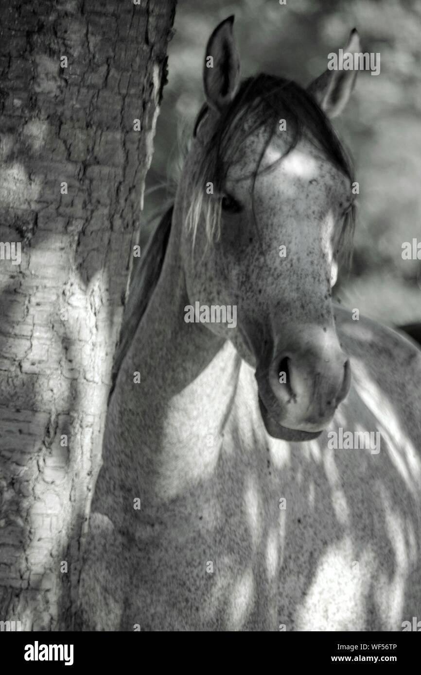 Cheval et arbre Banque de photographies et d’images à haute résolution ...