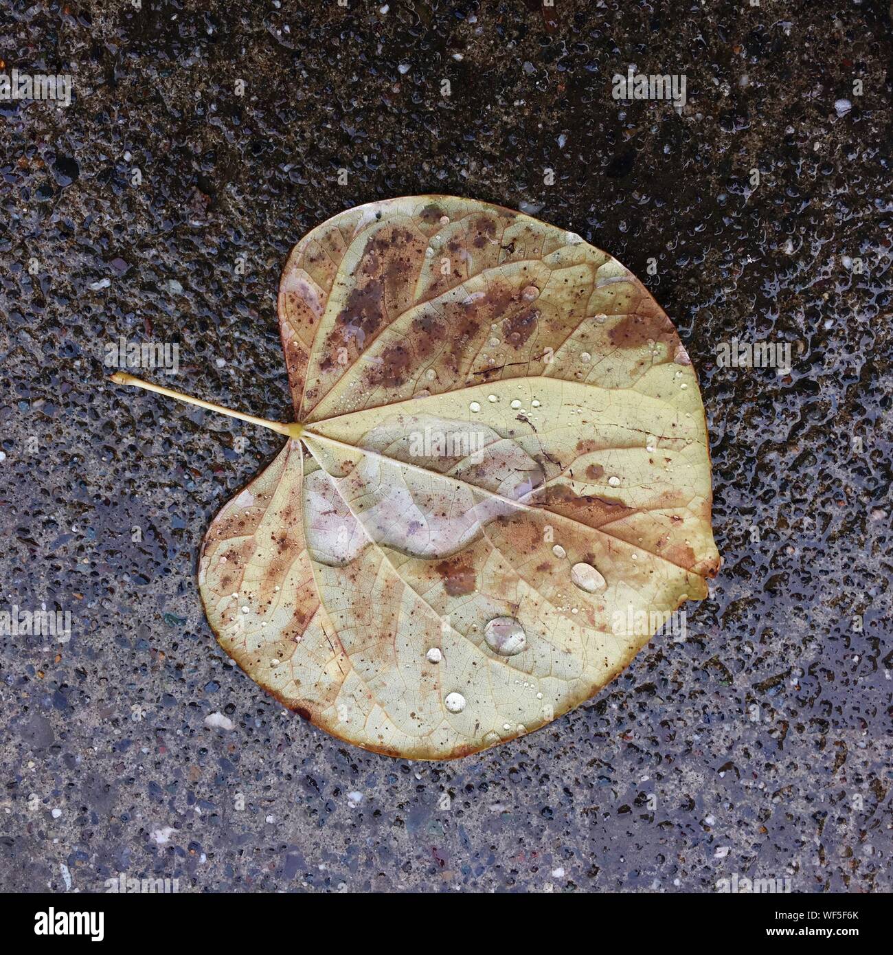 Concrete rotting Banque de photographies et d’images à haute résolution ...