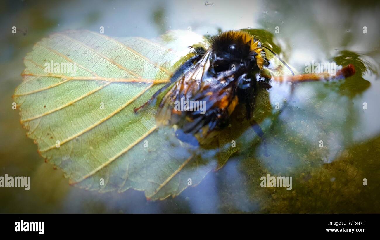 Insecte de bassin Banque de photographies et d’images à haute ...