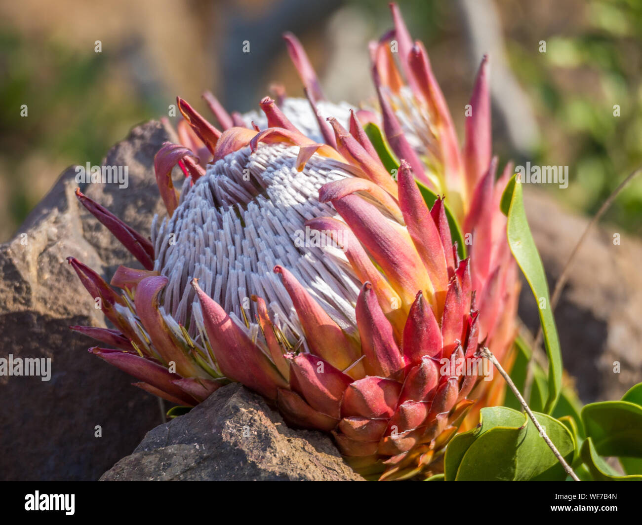 Fynbos au premier plan Banque de photographies et d’images à haute ...