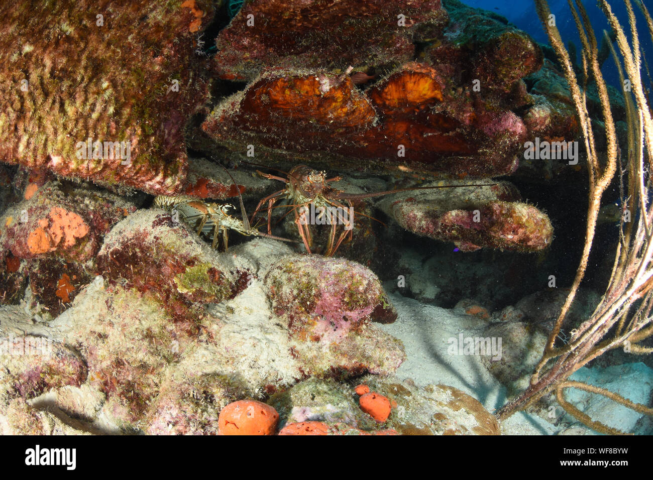 Exosquelette animal Banque de photographies et d’images à haute ...