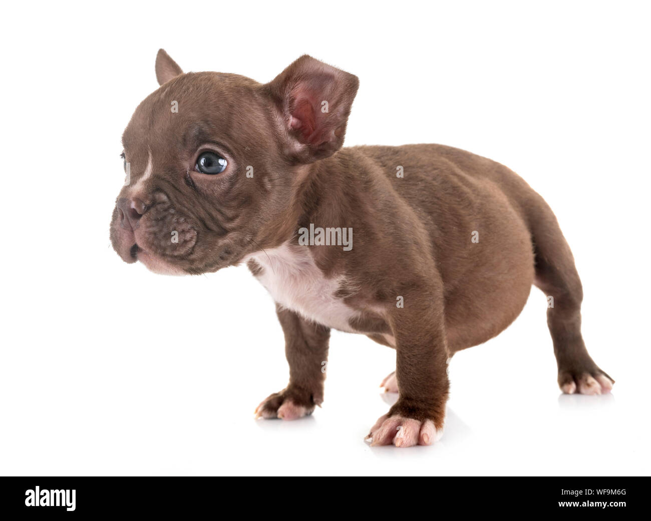 Chiot american bully in front of white background Photo Stock - Alamy