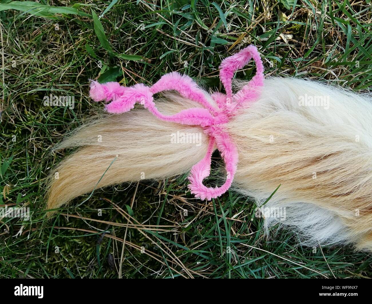 Chien avec queue Banque de photographies et d’images à haute résolution ...