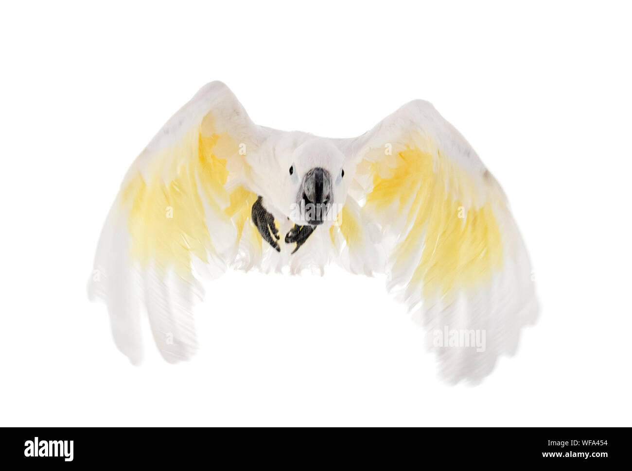 White umbrella cockatoo Banque d'images détourées - Alamy