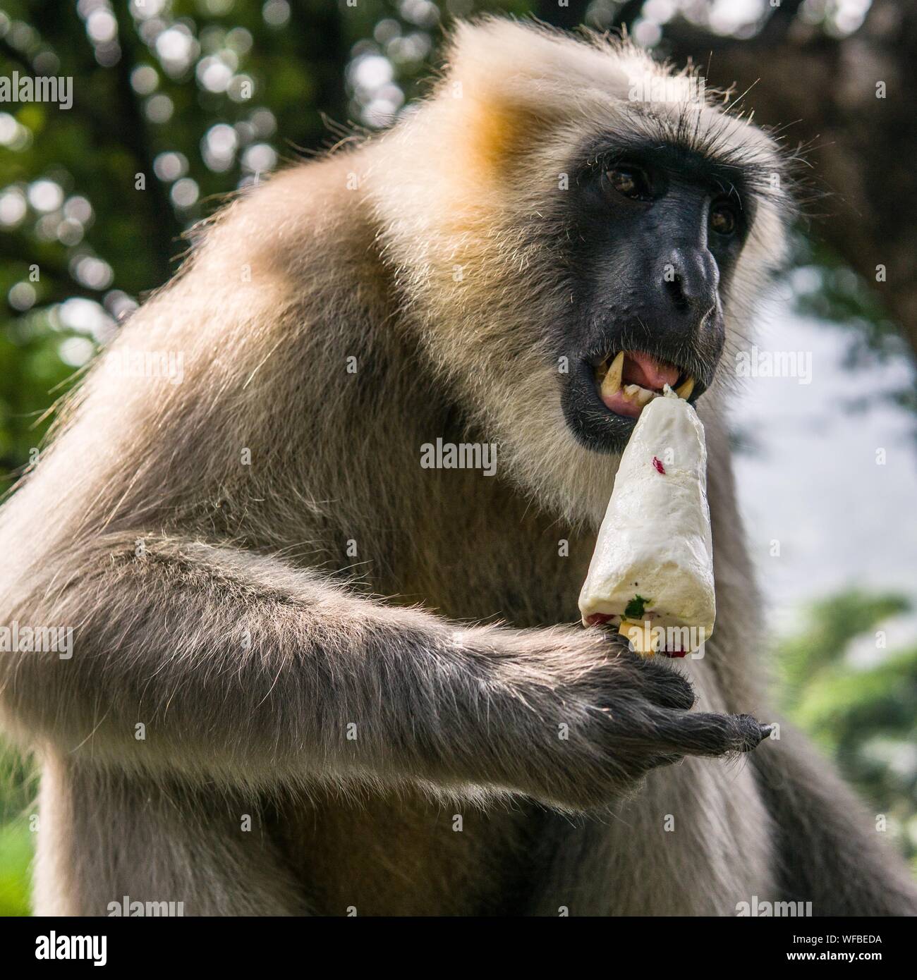 Animals eating ice cream Banque de photographies et d’images à haute ...