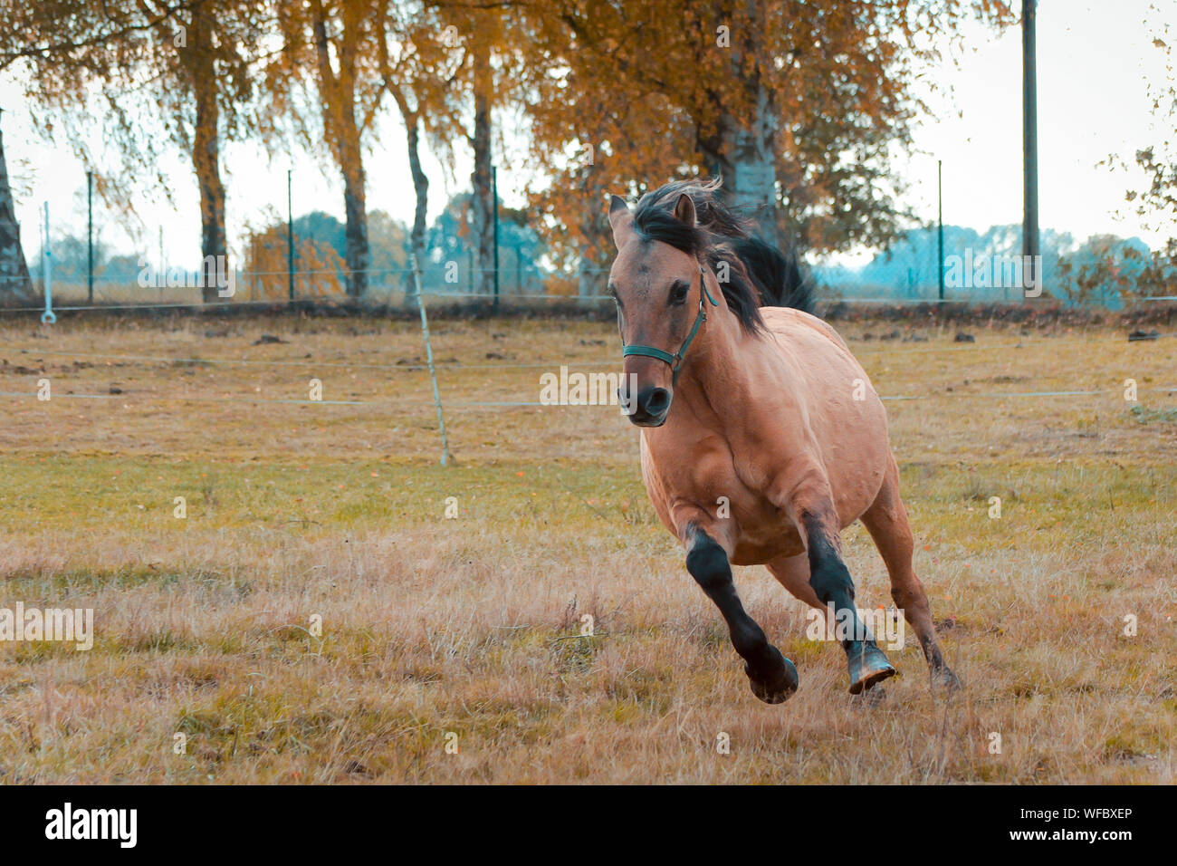 Cheval qui court Banque de photographies et d’images à haute résolution ...