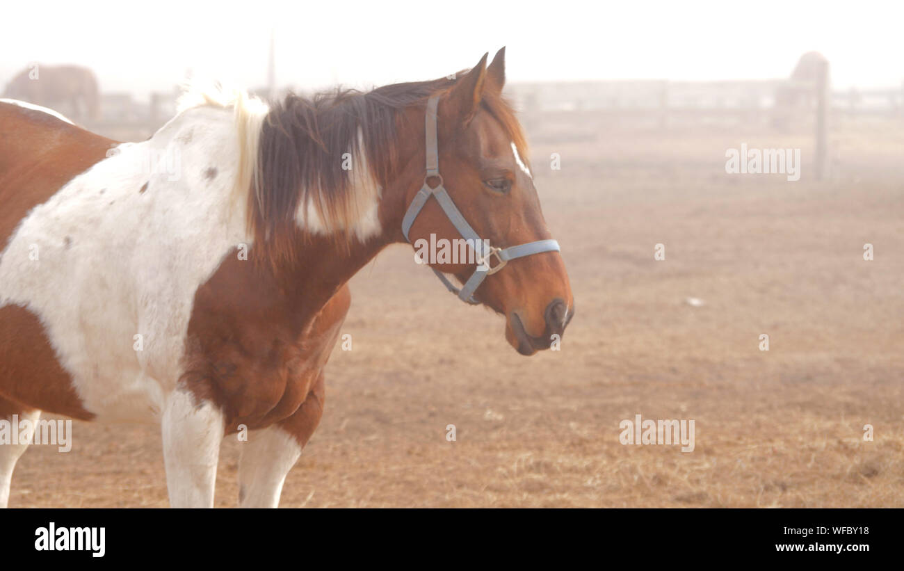 Cheval blanc brun Banque de photographies et d’images à haute ...