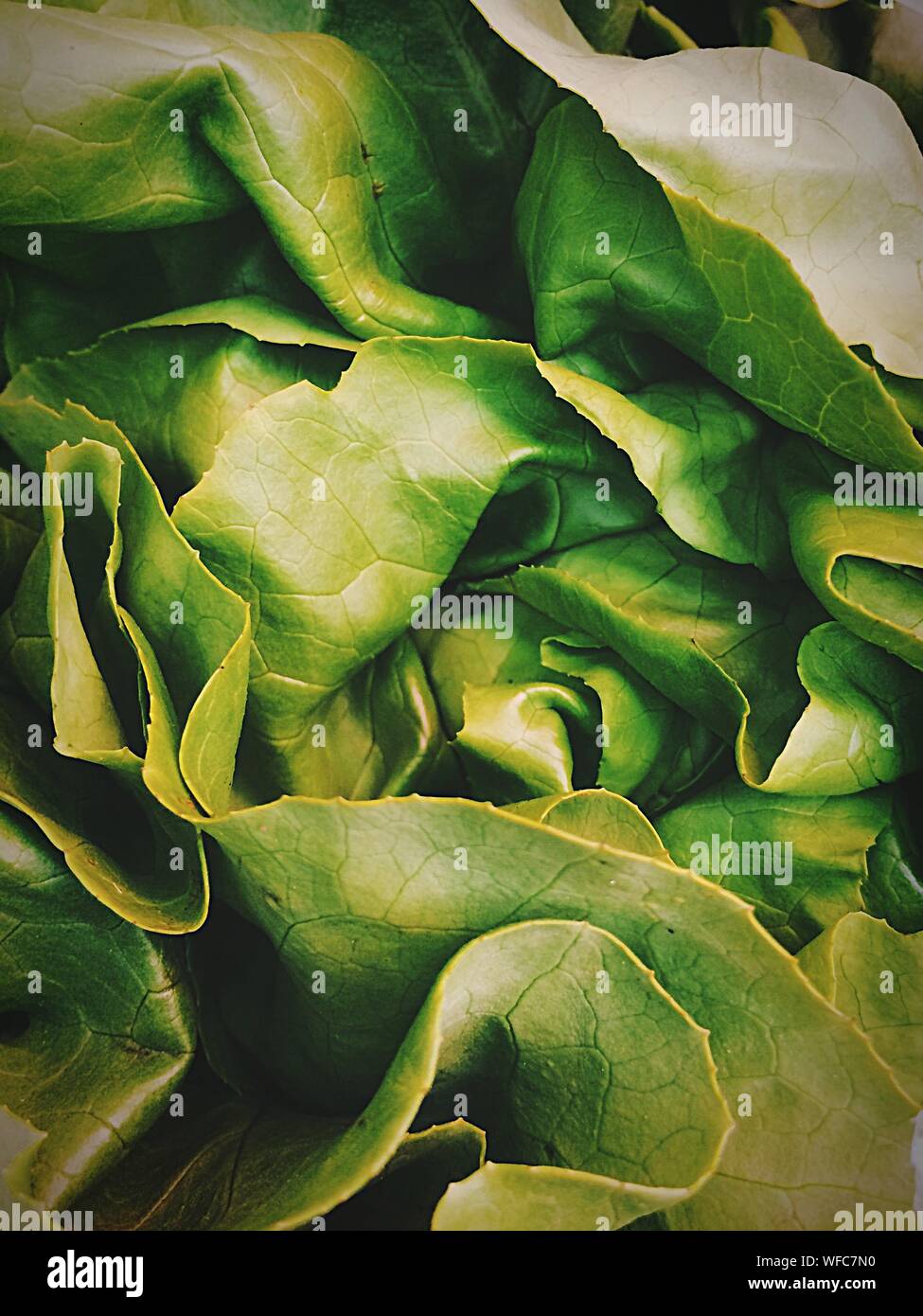 Légume vert à feuilles Banque de photographies et d’images à haute ...