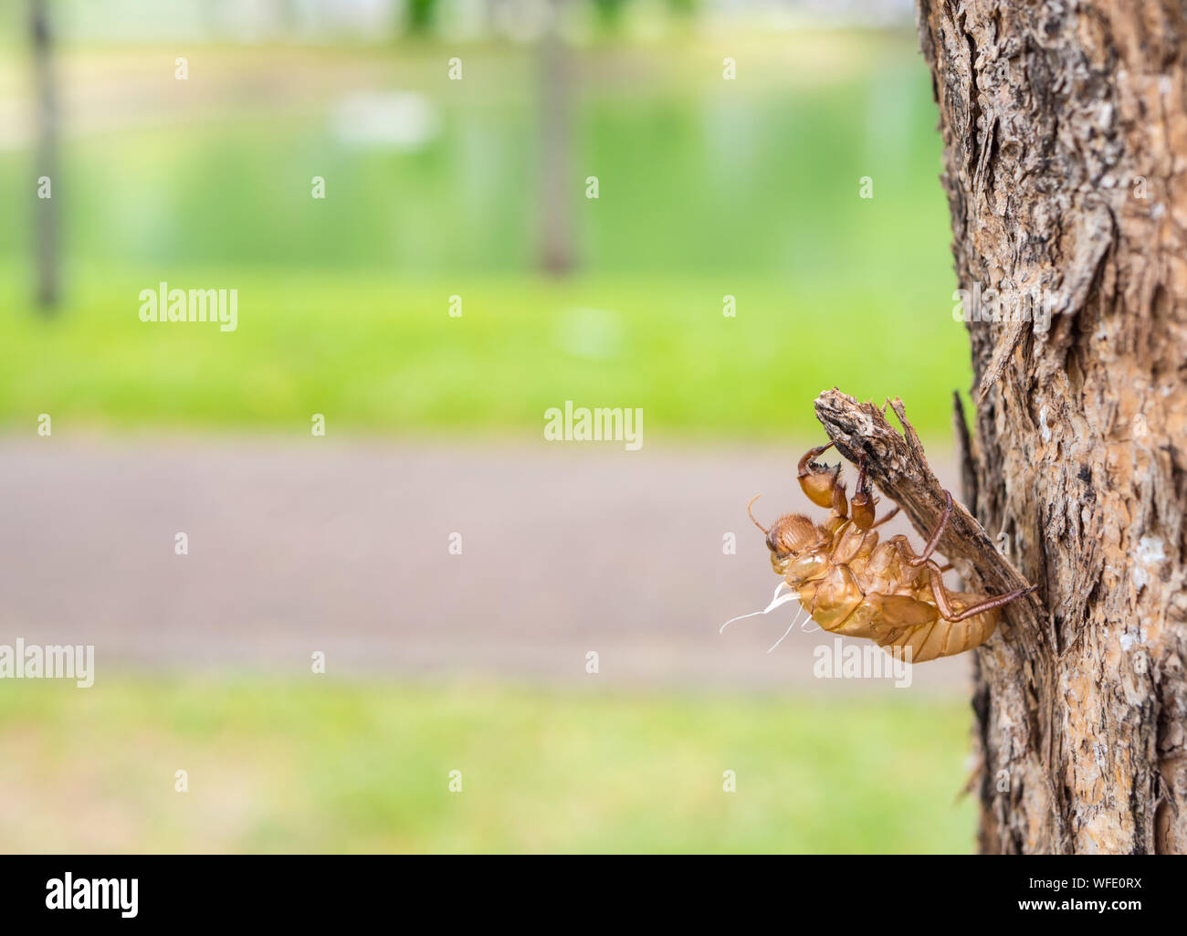 La mue des insectes Banque de photographies et d’images à haute ...
