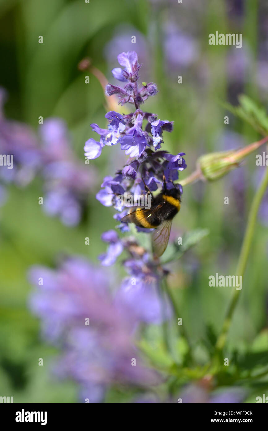 Pollinisation des fleurs Banque de photographies et d’images à haute ...