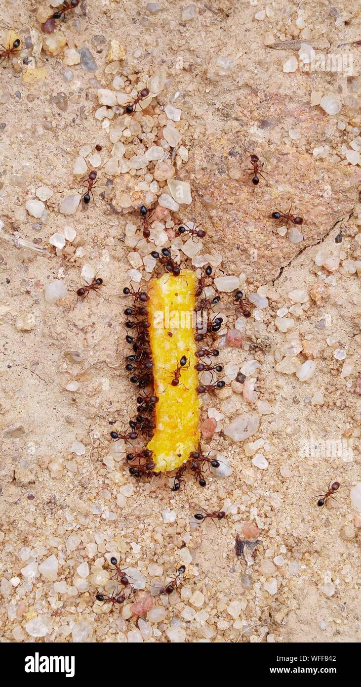Fourmis avec de la nourriture Banque de photographies et d’images à ...
