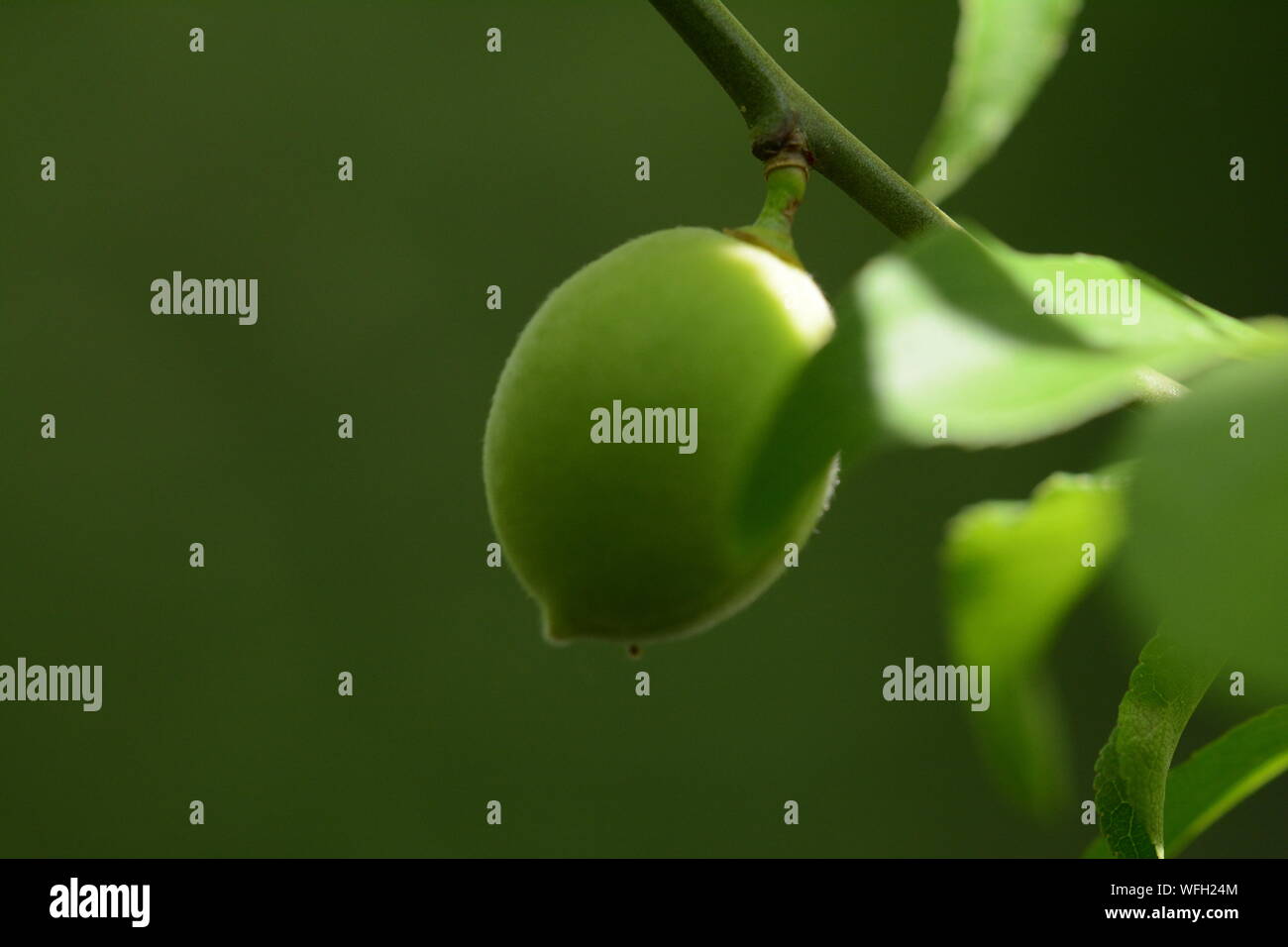 Fruit vert Banque de photographies et d’images à haute résolution - Alamy