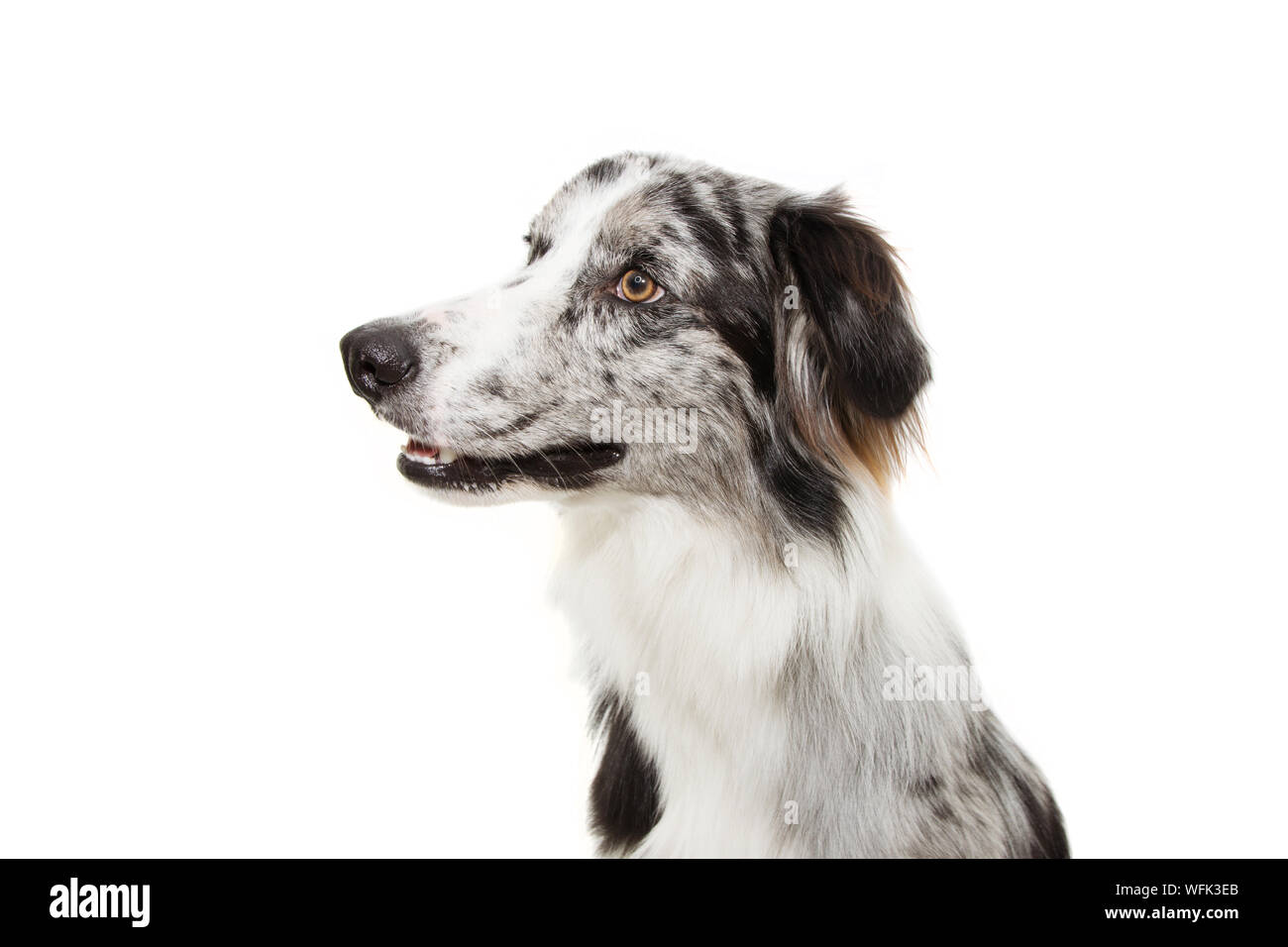 Perfil de border collie Banque de photographies et d’images à haute ...