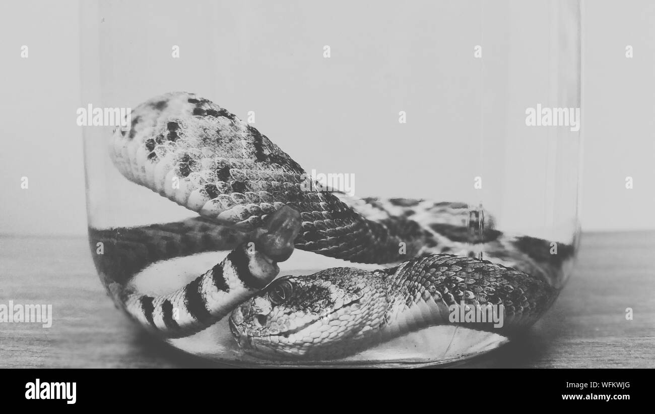 Snake in jar Banque de photographies et d’images à haute résolution - Alamy