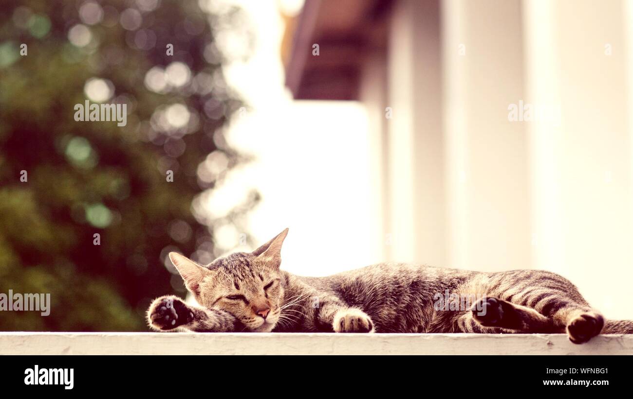 Chat dormant sur le mur Banque de photographies et d’images à haute ...